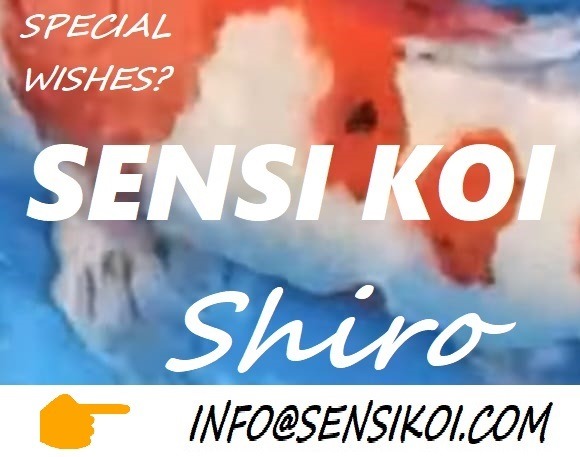 Over ons - Sensi Koi