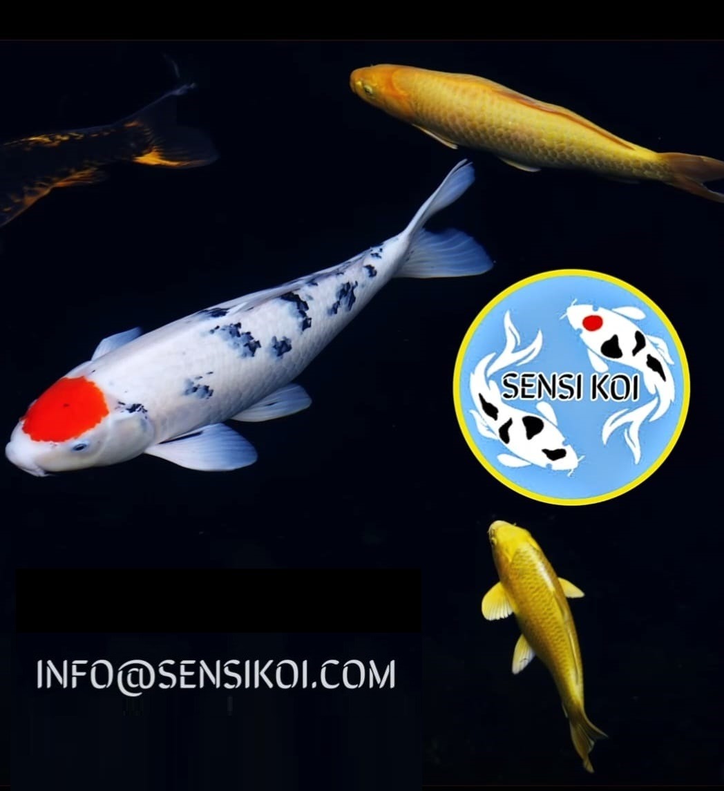 Over ons - Sensi Koi